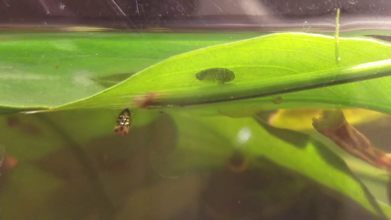 Freshwater scuds up-close - YouTube