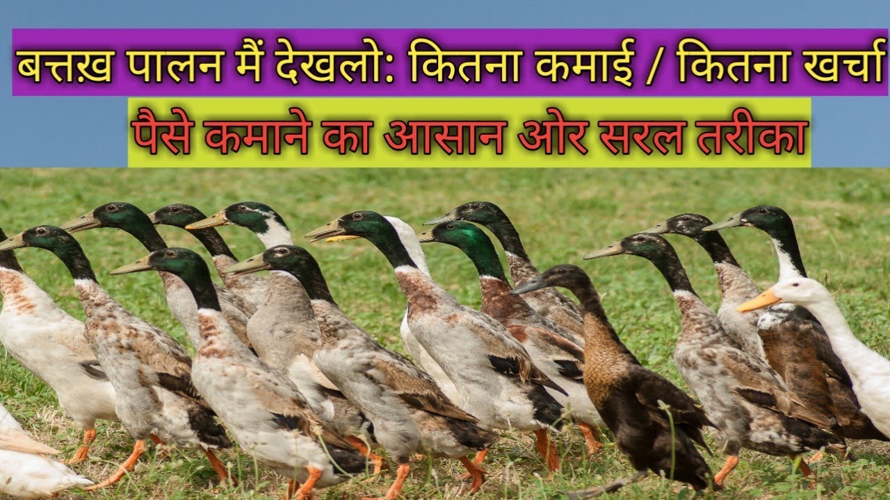Duck farming in India|| बत्तख पालन कैसे करे ?// तीन महीने मे ₹ 4 लाख की ...
