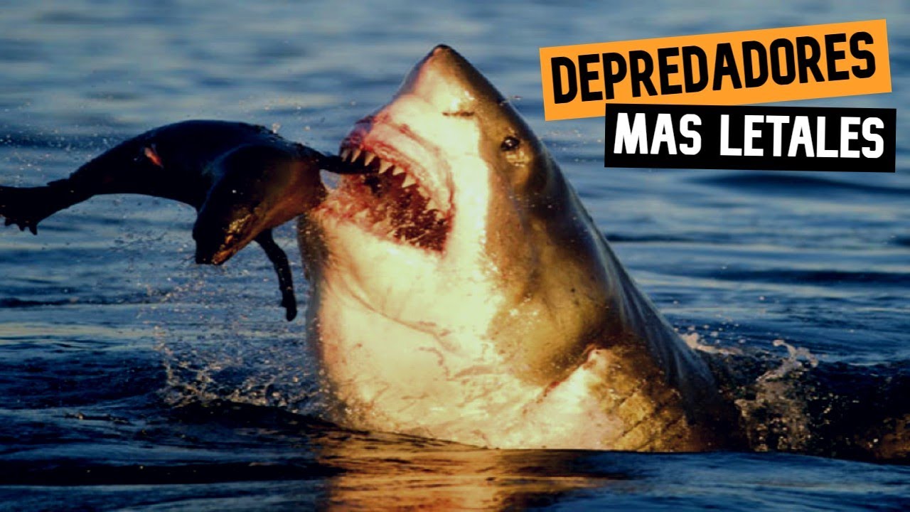 Los Depredadores Mas Grandes y Letales Del Planeta - YouTube