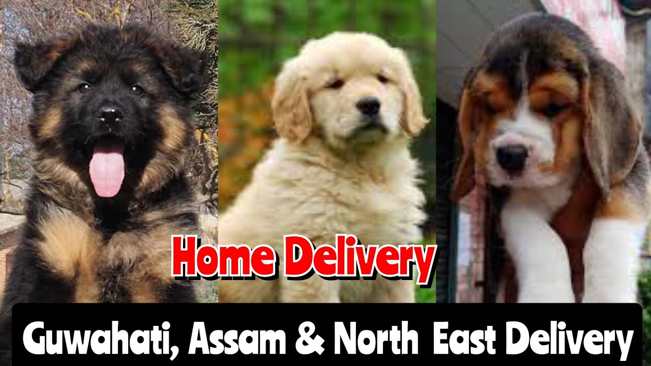 Dog all Assam and North East Delivery 🚚 Superb Puppies at Guwahati 🥰 ...