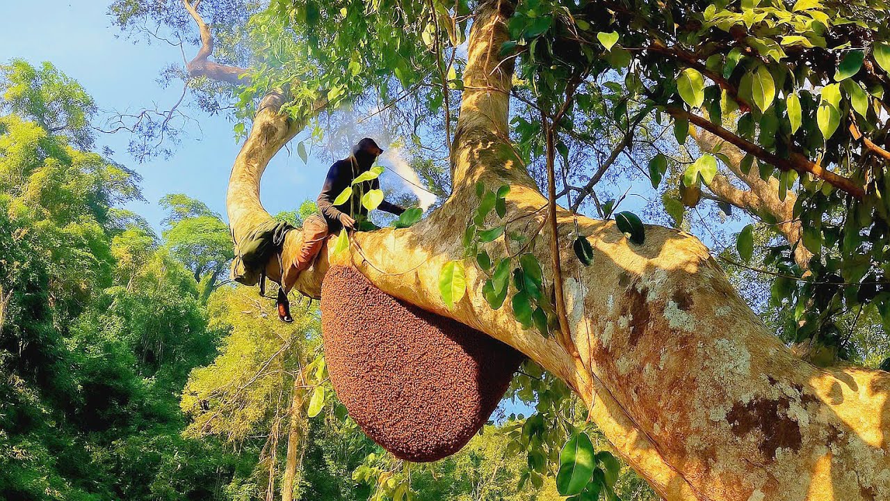 Amazing: Beekeeper on the Edge – Daring Honey Hunt High Above the ...