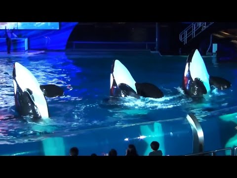 Light Up the Night - SeaWorld San Diego | Full Show 2015 - YouTube