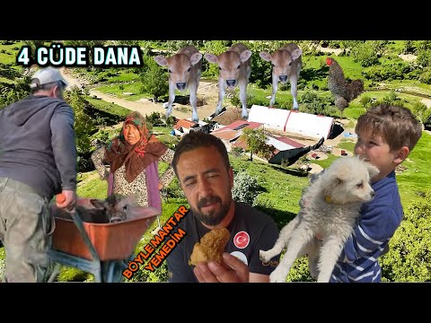 BEN BÖYLE MANTAR YEMEDİM | 4 CÜ İNEKTE ERKEK DOĞURDU | HALİLE HEDİYE KÖPEK GELDİ | BELGESEL 