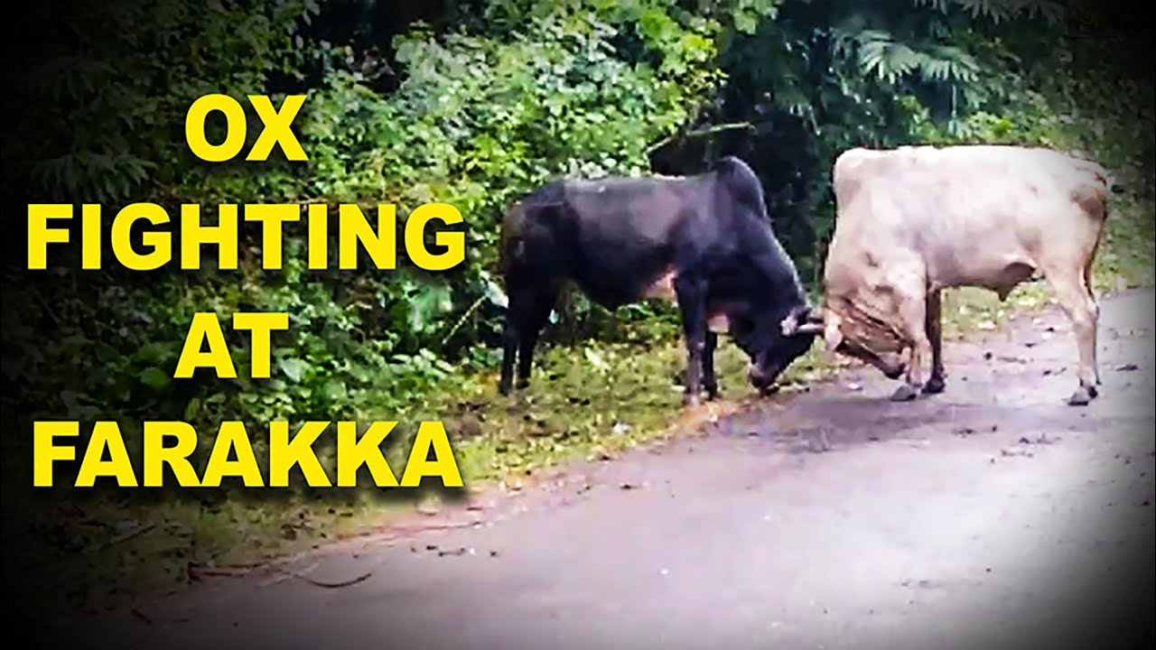 ষাঁড়ের লড়াই - Ox Fighting - YouTube