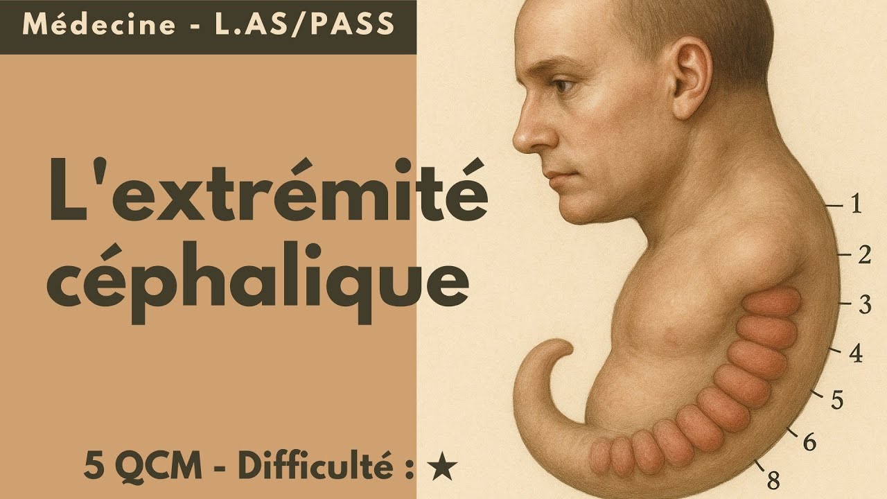 L'extrémité céphalique - Médecine - L.AS/PASS - YouTube