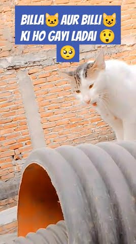 funny fight of Billa 🐱and billi😺must watch 😜😂😂#cat#catlover #cute# ...