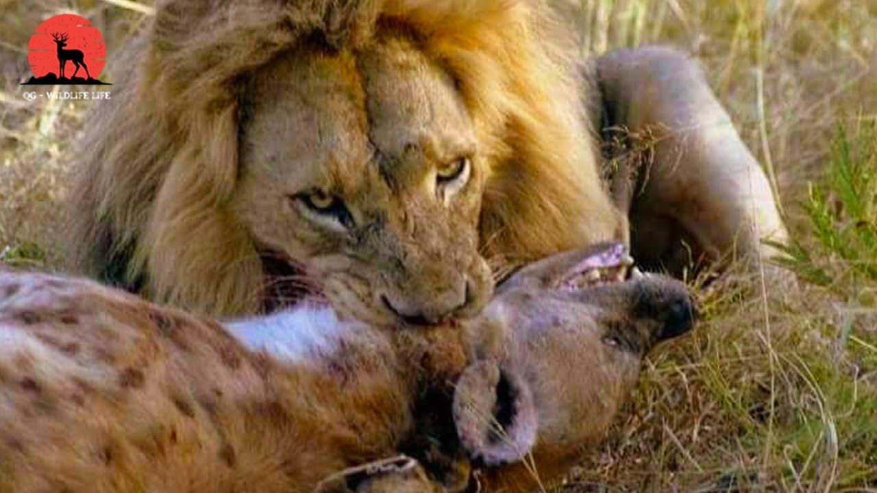 Momentos Brutales Los Animales salvajes León Atacando Hienas Que Nunca ...