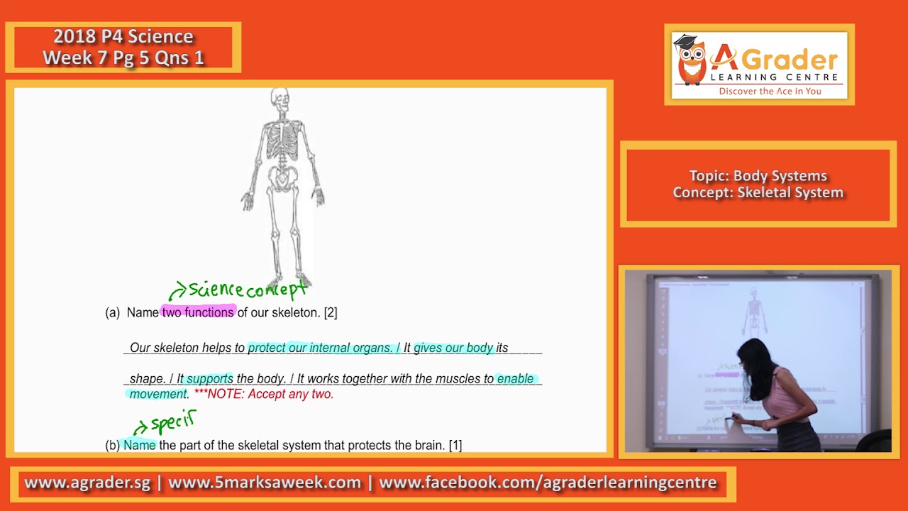 2018 - P4 Science - Week 7 - Body Systems (Skeletal System) - YouTube