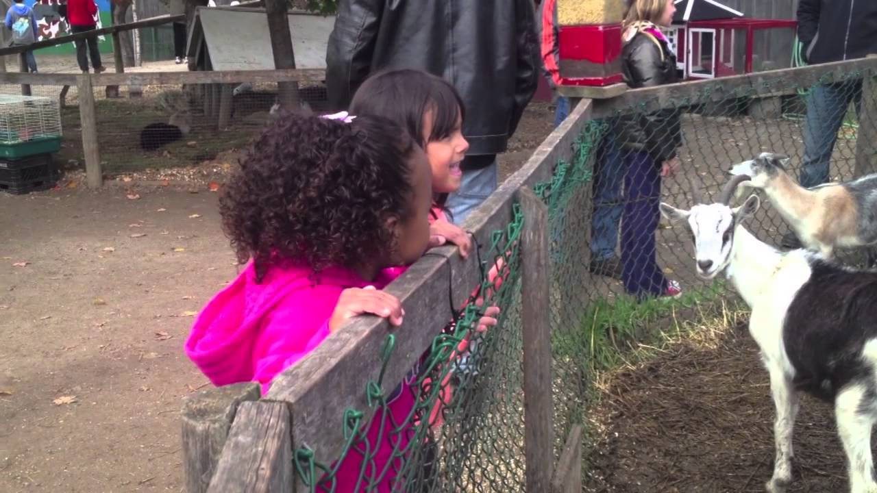 Chudleigh's Apple Farm Day! - YouTube
