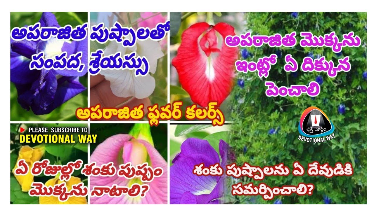 అపరాజిత పుష్పం (Aparajita/Shanku Flower) ||శంకు పుష్పంతో భగవంతున్ని ...