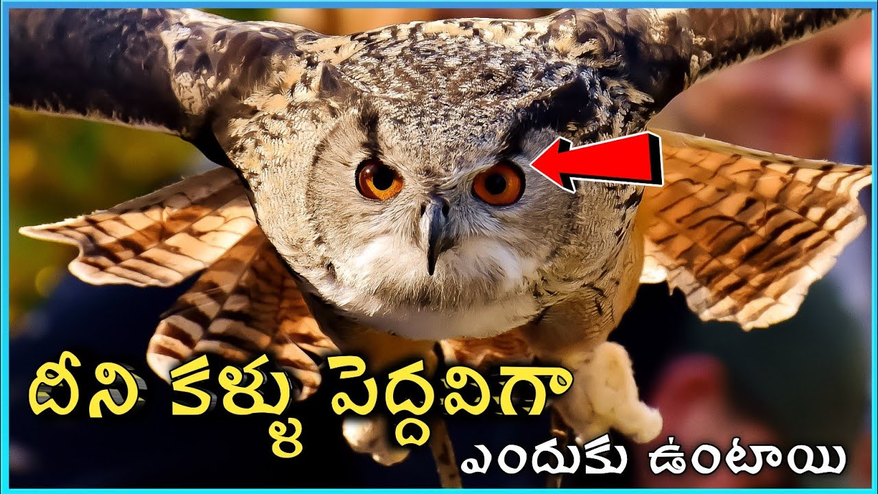 Owl Intresting Facts|Birds Amazing Facts in Telugu - YouTube