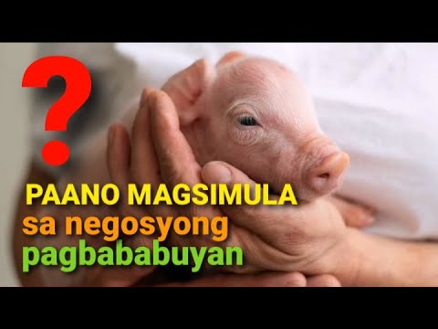 Paano mag simula sa negosyong pagbababuyan - YouTube