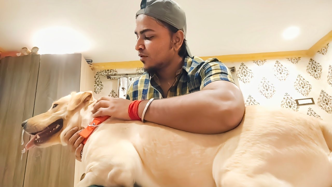 My dog is my world | Cute Labrador Dog Mimi - YouTube