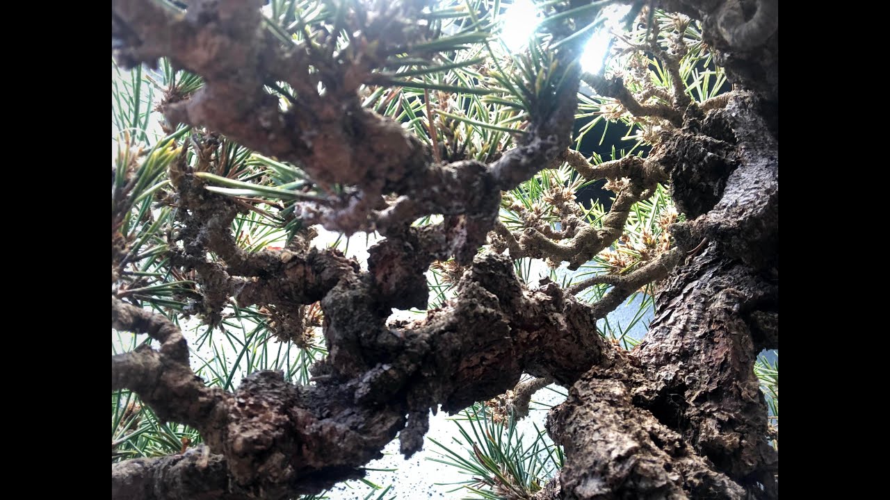 Patricia O'Connor, The Bonsai Balcony :We start anew with our Cork Bark ...