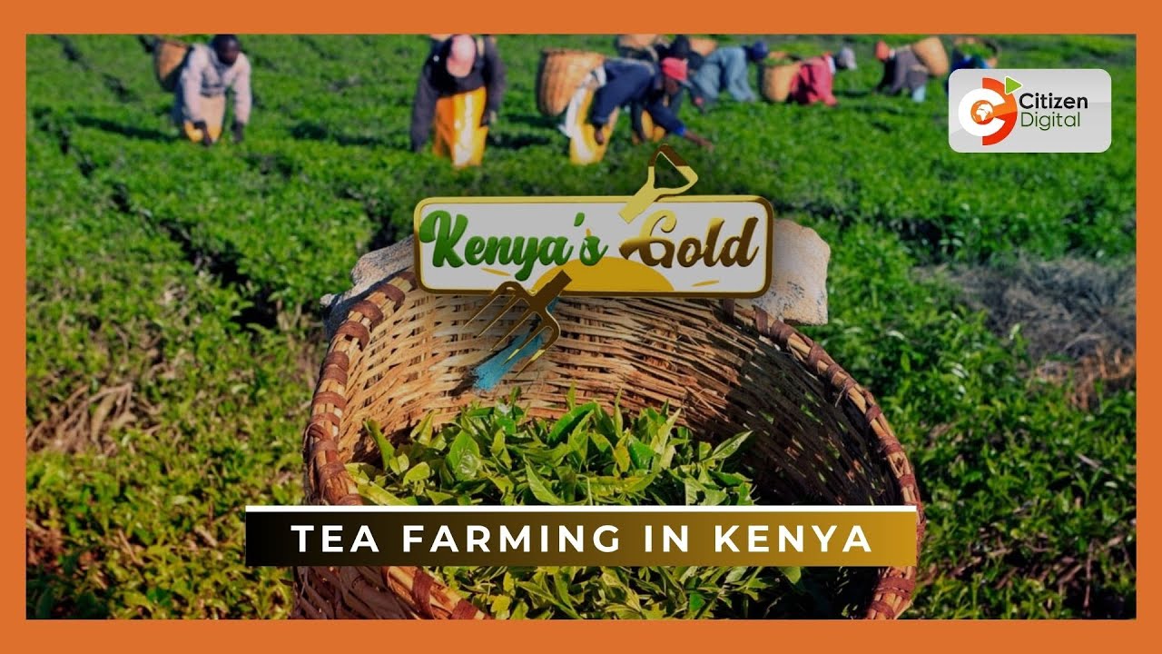 | KENYA’S GOLD | Tea farming in Kenya - YouTube