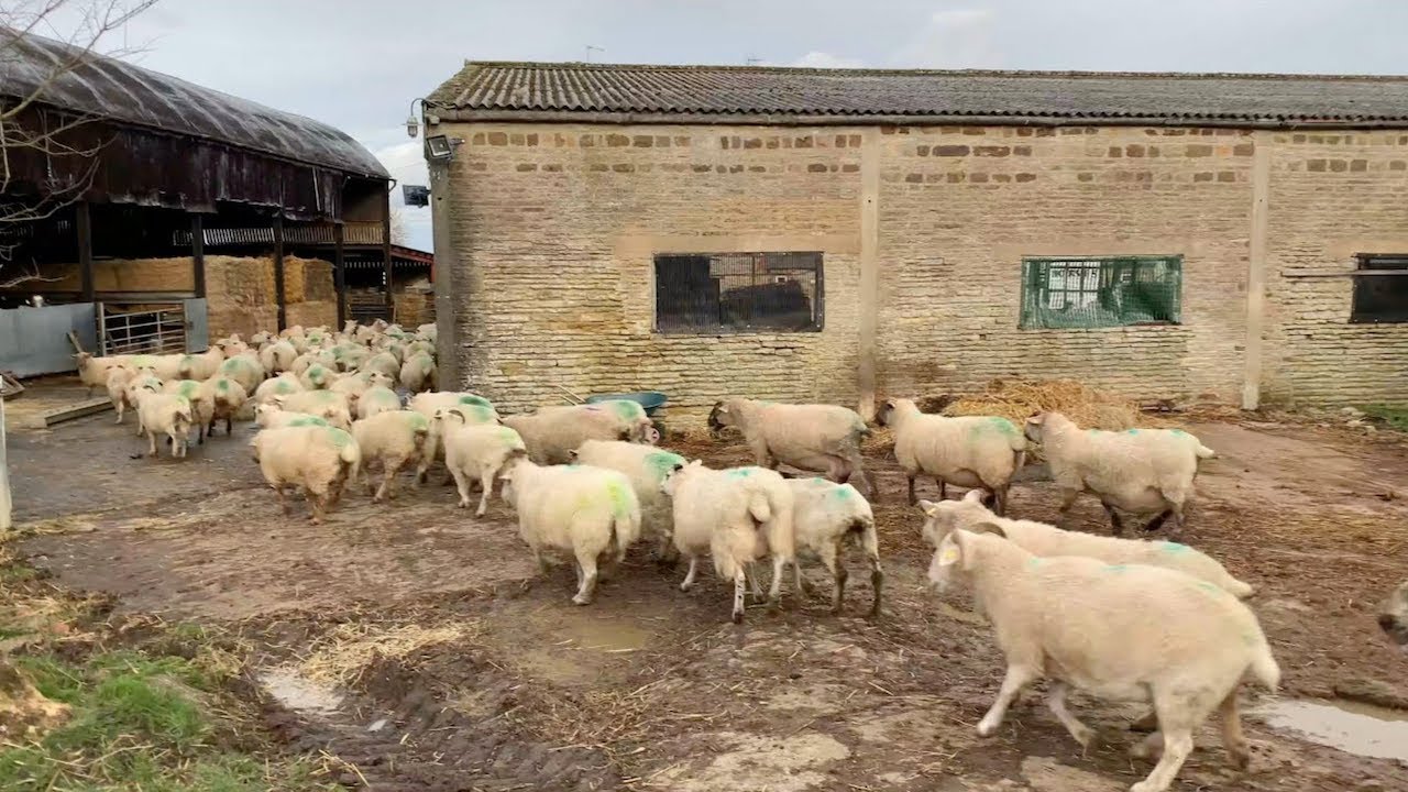 SHEEP ESCAPE!! & GETTING LAST FEW BITS FOR LAMBING - YouTube