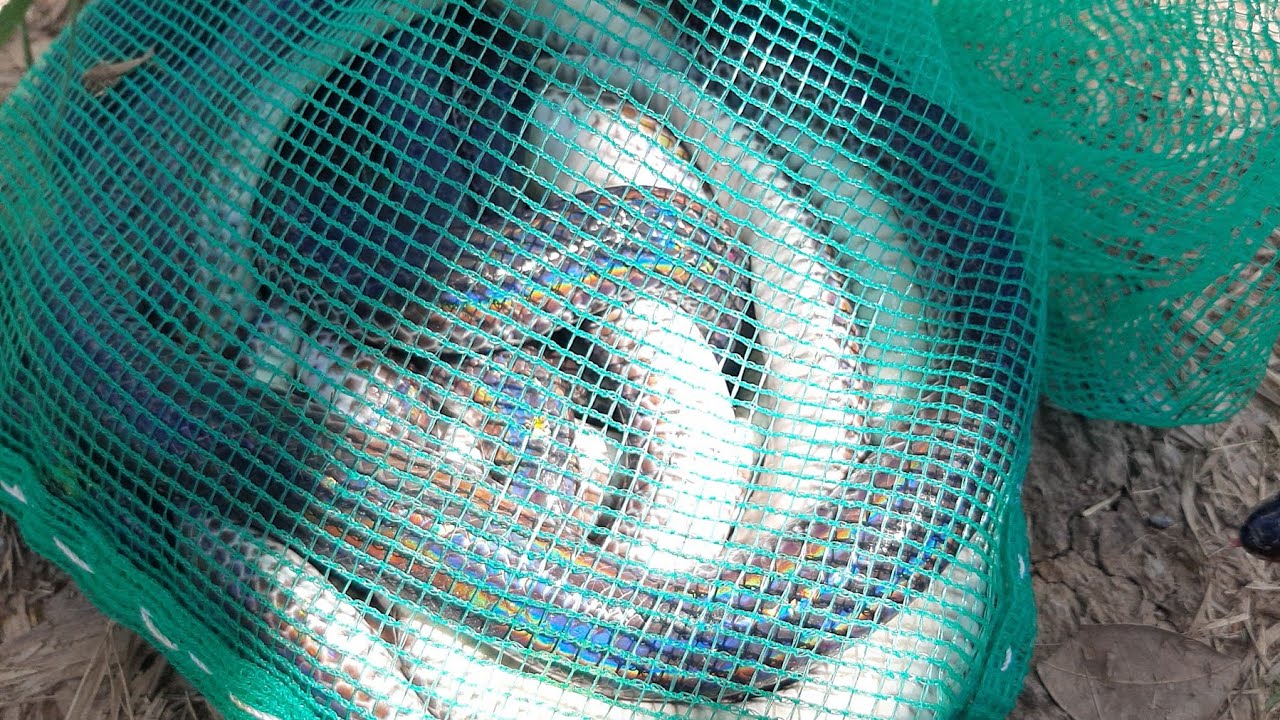 san bat an giang# tiếp tức hành trình thăm bẫy rắn - YouTube