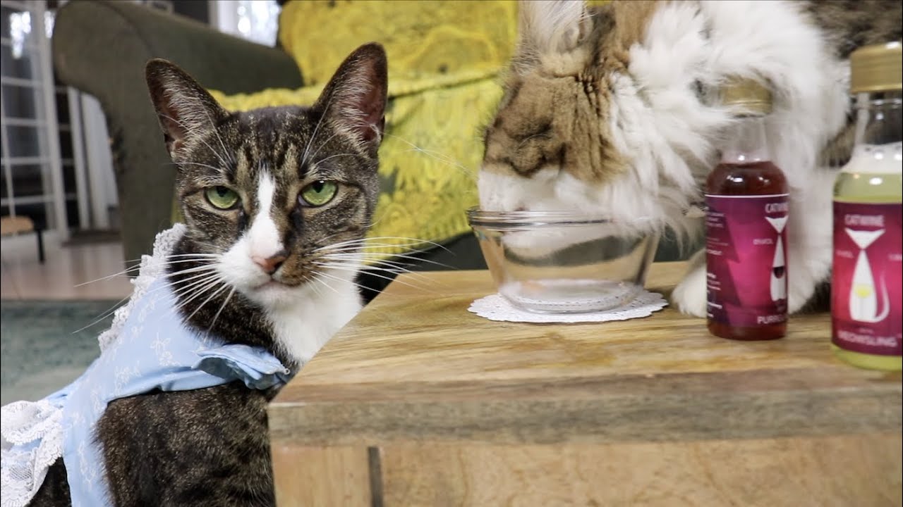 When Cats go on a Date - YouTube