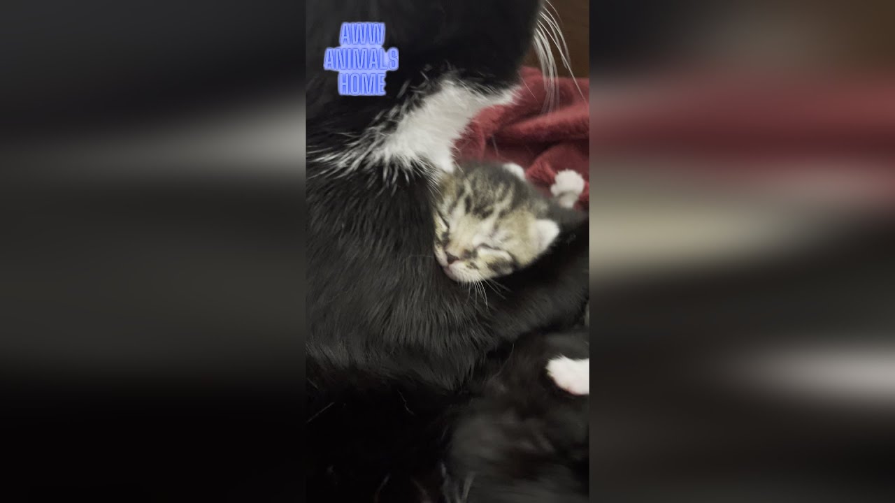Cat mom hugs baby kitten and the baby kittens also hug each other ...