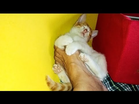 Nemo Hugging my Foot 🦶🏻 Faking Sleep :⁠-⁠) - YouTube