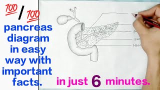 Pancreas Drawing Easy For Kids