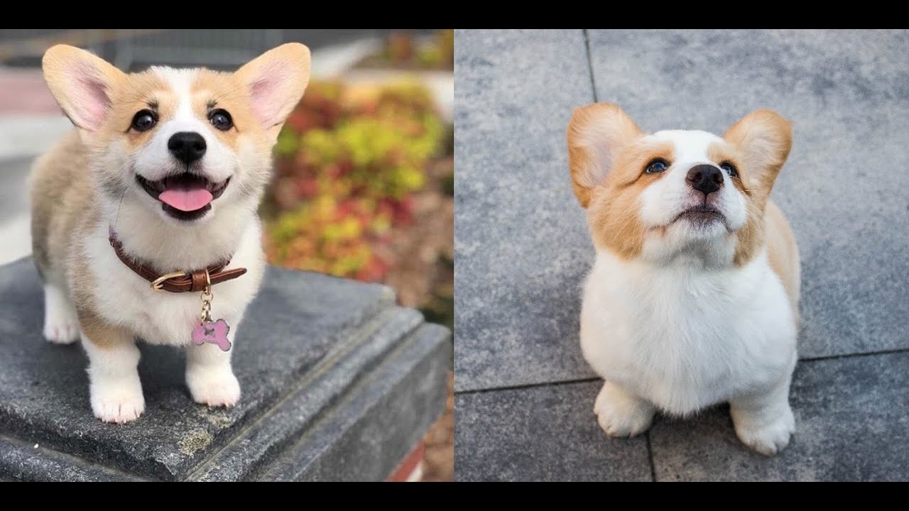 Cute Puppy: Lovely Little Corgi Compilation #4 || Pets N' Loves - YouTube