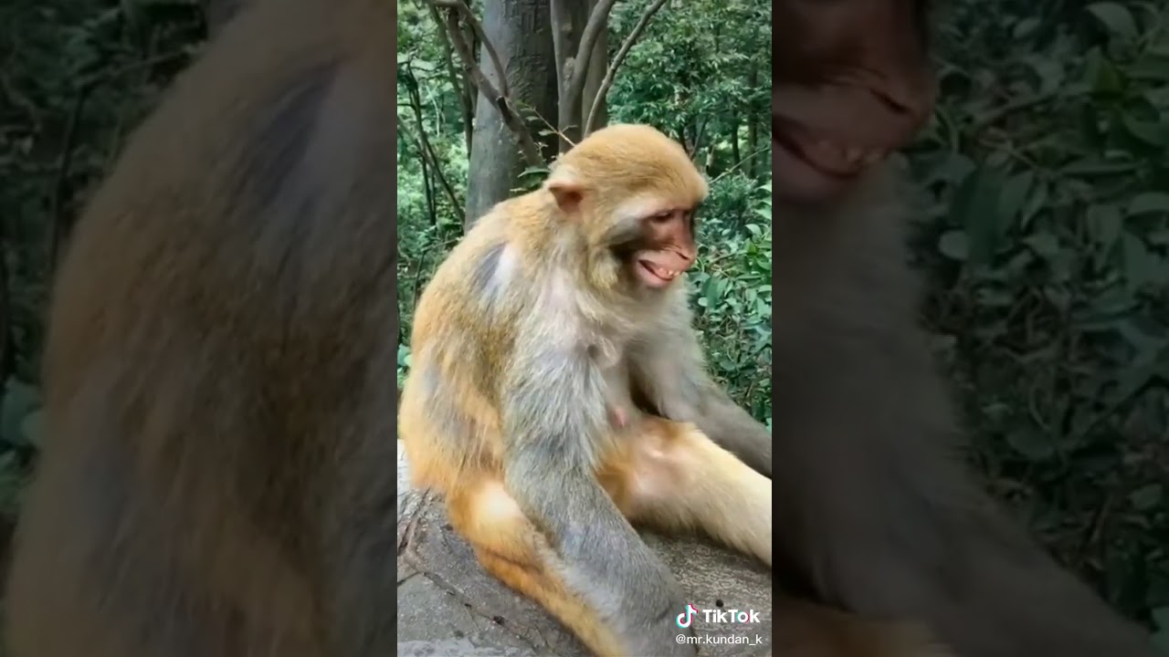 comedy video monkey - YouTube