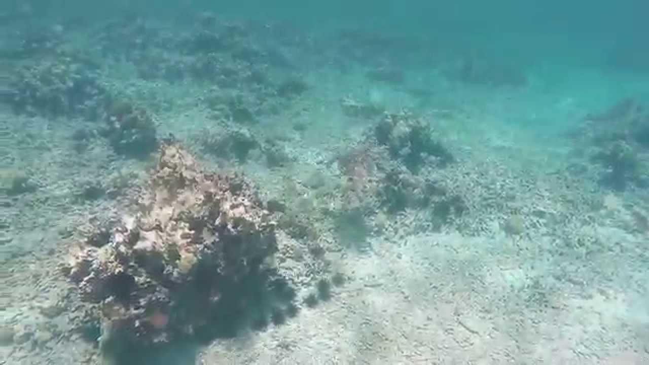 hawksbill turtle antigua - YouTube