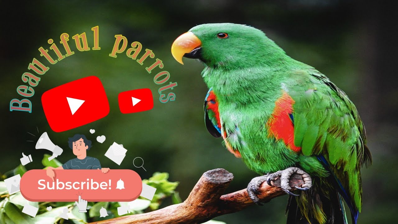 Beautiful parrots |🦜 Bird's 🕊️ Nature with relaxing music 🎶 | - YouTube
