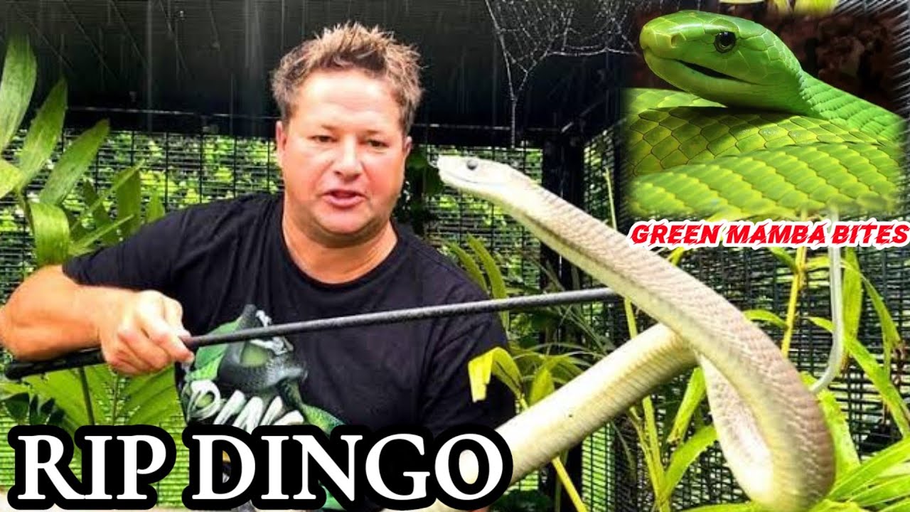 REST IN PEACE।DINGO DINKLEMAN| GREEN MAMBA BITE| VENOMOUS SNAKE|South ...