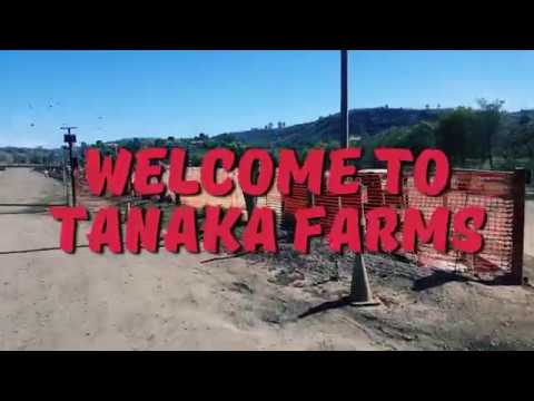 Tanaka Farms Virtual Tour (2018 Summer Edition) - YouTube