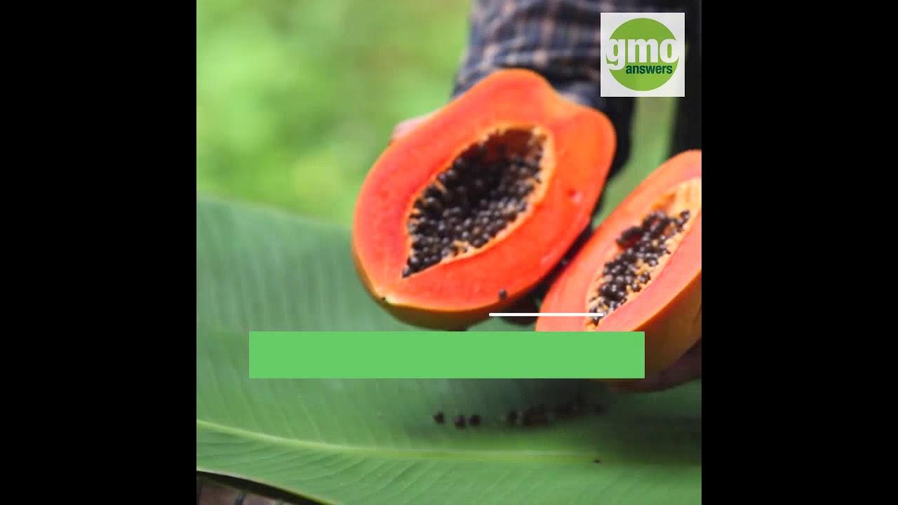 How Plant Science Helped Save the Papaya - YouTube