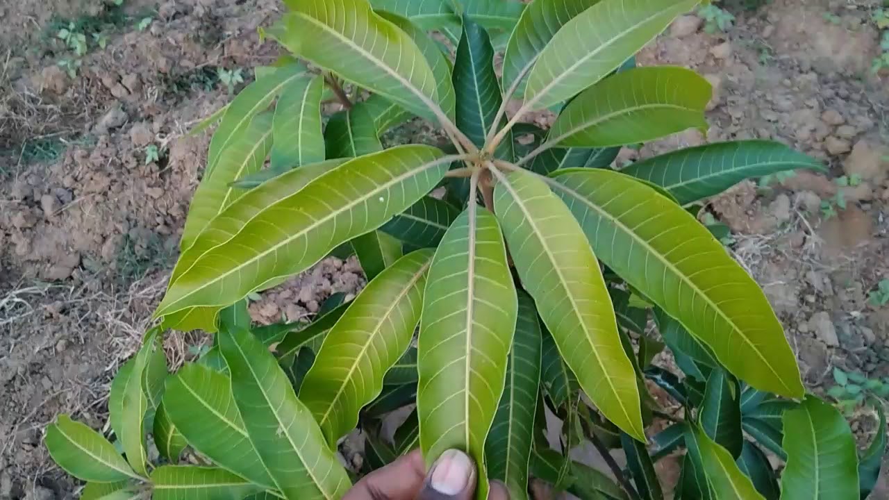 how to remove the insects white colour insects mango tree at home ...