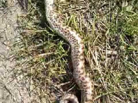 Sade tenha oglan 0516553231 dosd olmaq isdiyen bayanlar ve beyler yiga biler(16)