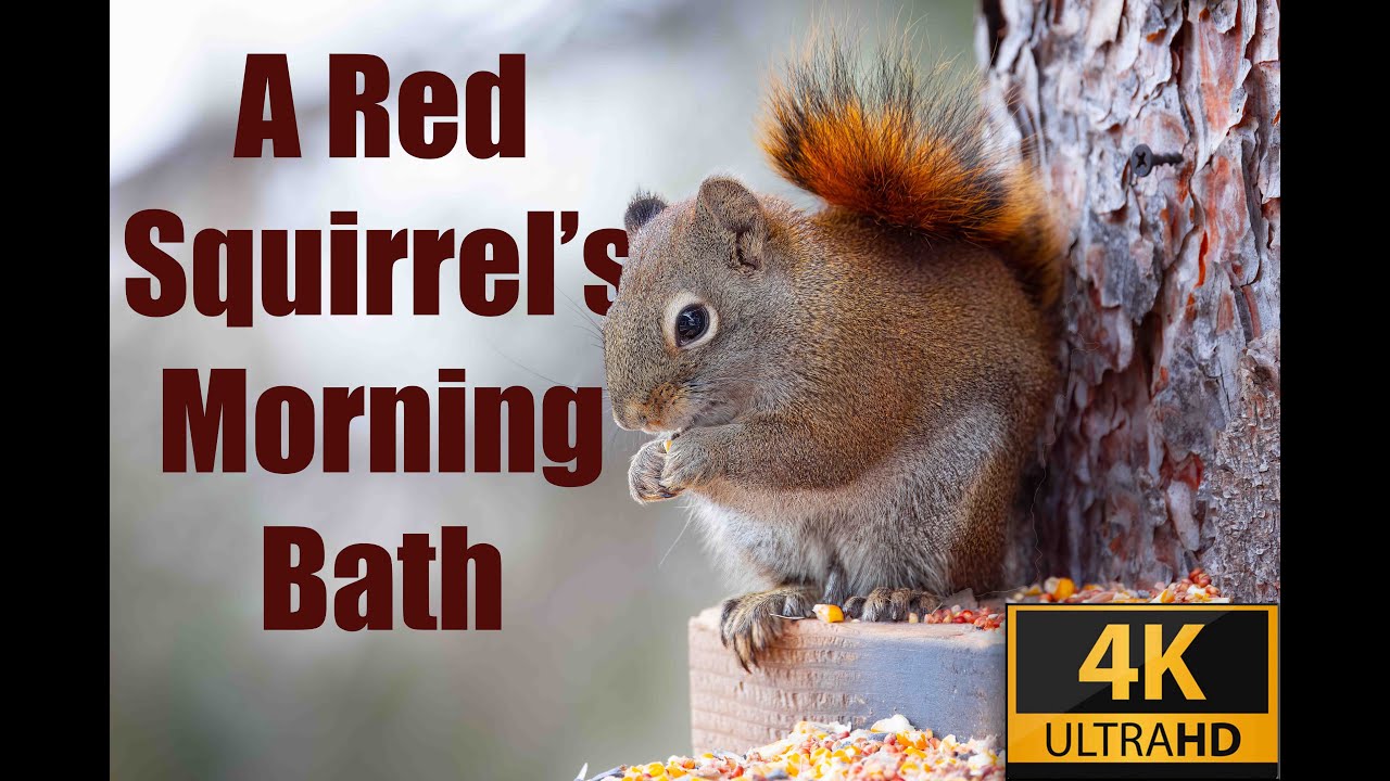 A Red Squirrel's Morning Bath (4k Video, High Def Audio) - YouTube