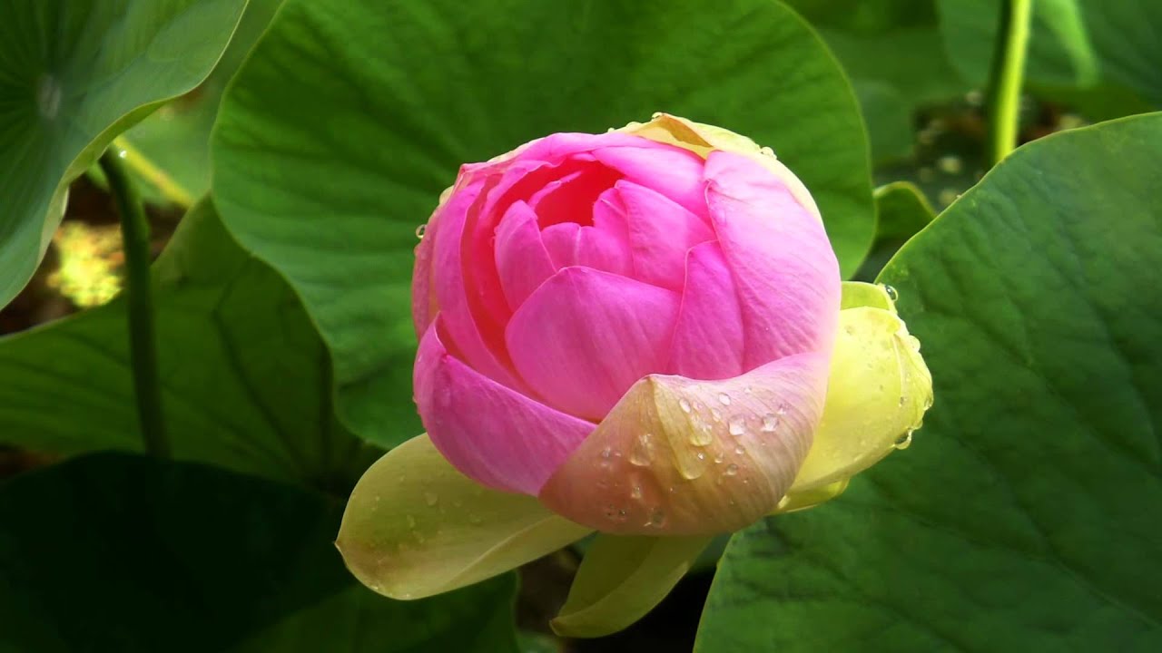 LOTUS FLOWER POND - BRIAN CRAIN AND DAVID JAMES HUNT - PIANO AND CELLO ...