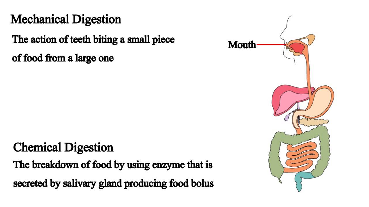 How things work : The Digestive System - YouTube
