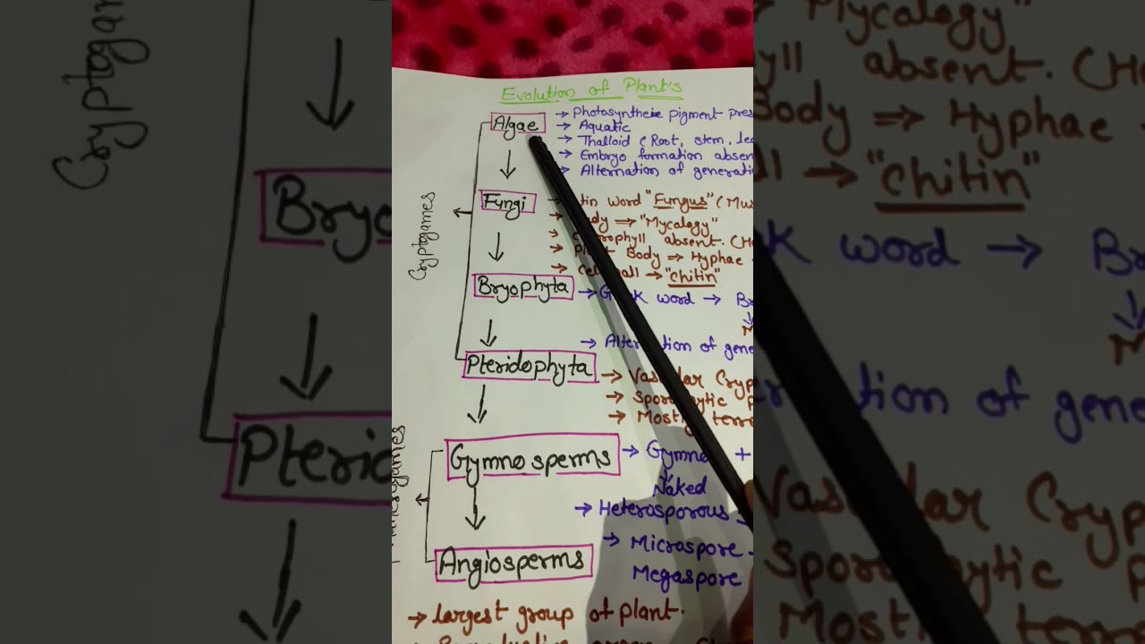 Evolution Of Plant In Hindi Lower To Higher Plant By Rizwana Mam AR Evolution Of Plant In Hindi Lower To Higher Plant By Rizwana Mam AR