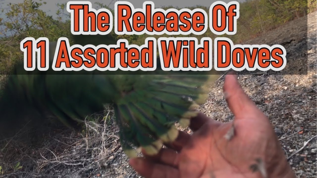Freeing 11 Assorted Wild Doves | Rescue & Relocation Program (Alimokon ...