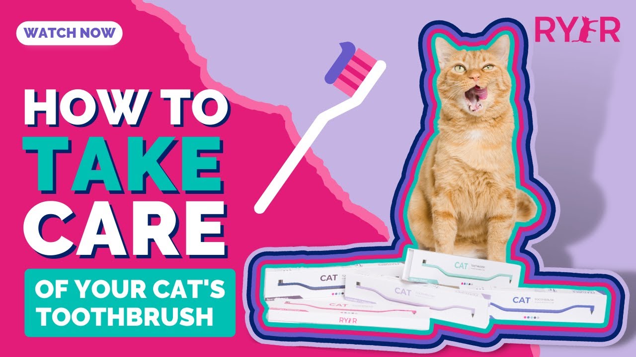 How To Simply Take Care of Your Cat’s #1 Grooming Tool: Their ...