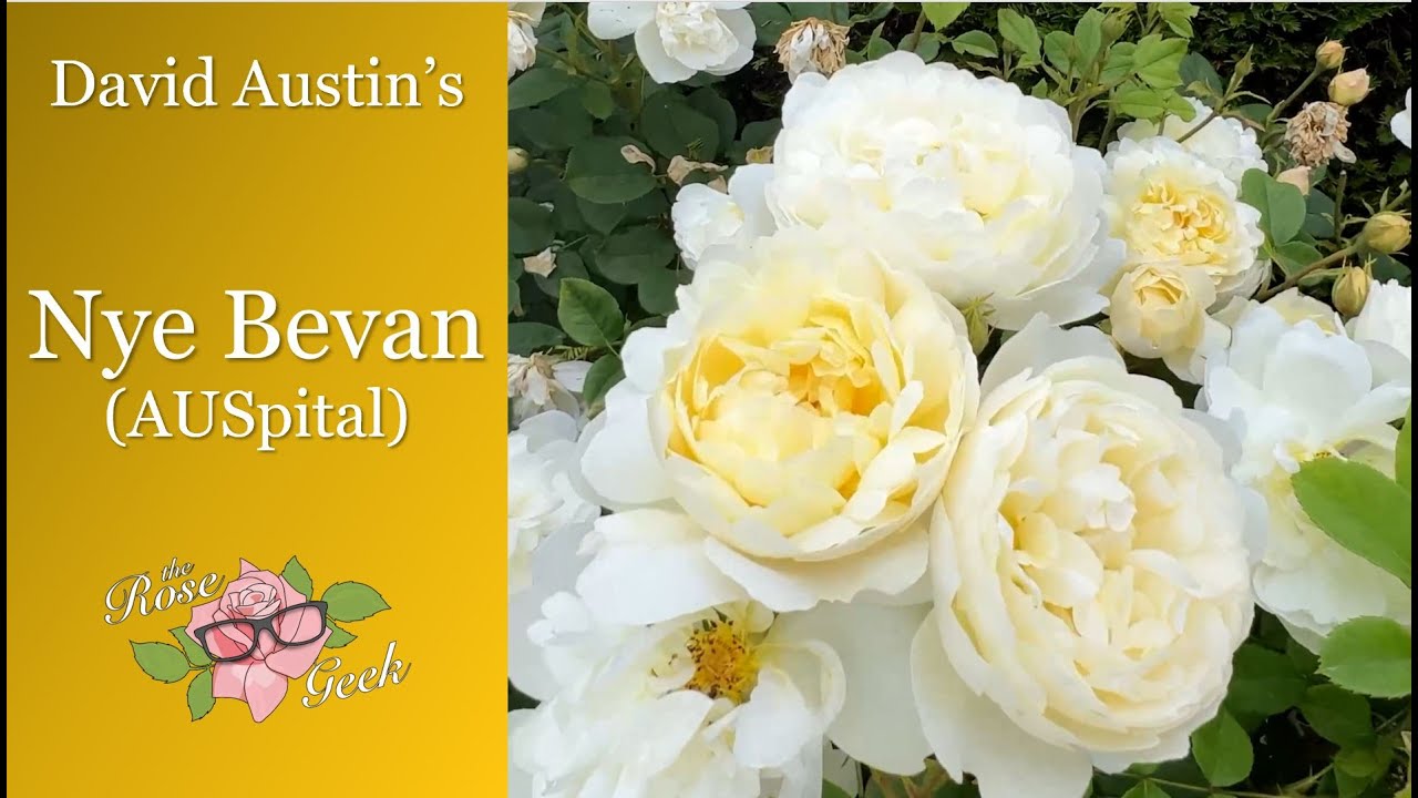 🌹 David Austin's Nye Bevin Rose / AUSpital / English Roses - YouTube
