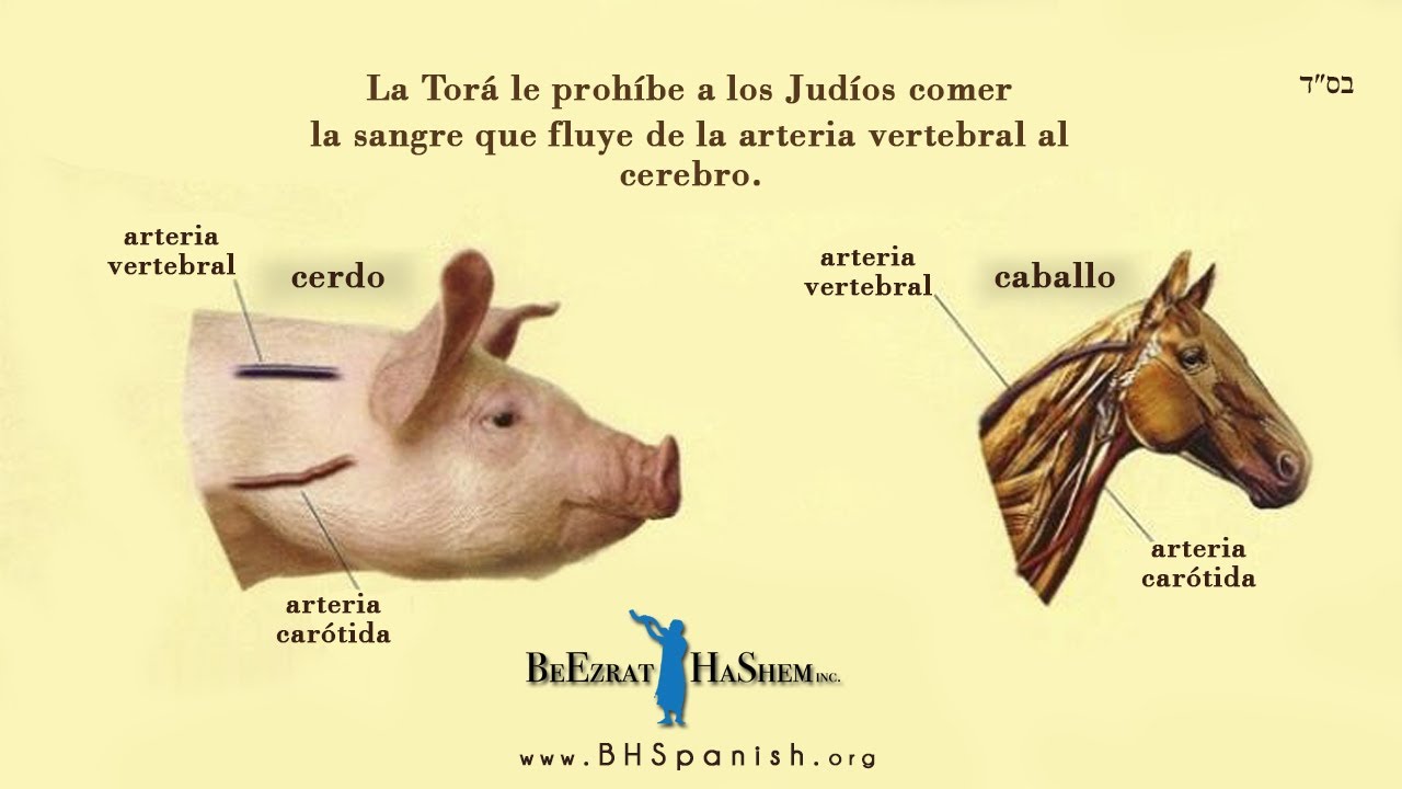 Conocimiento Divino en La Torá. Secretos de los animales Kosher. (3 min ...