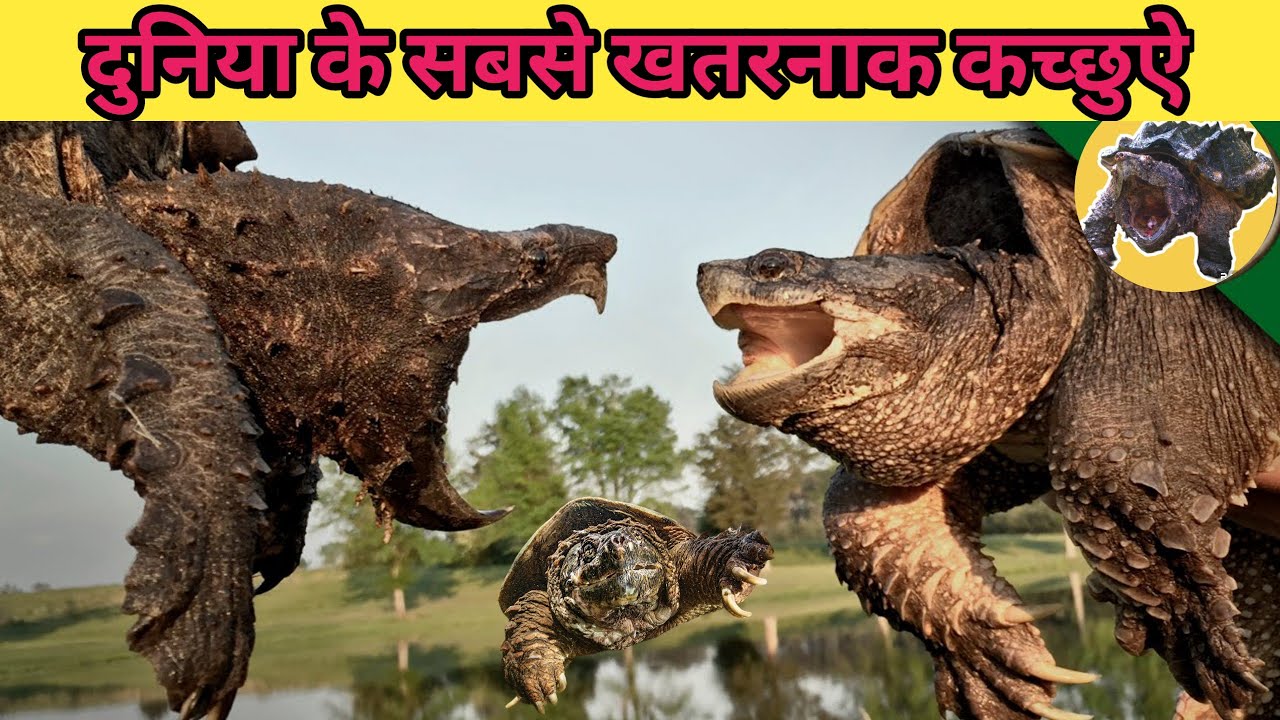 दुनिया के सबसे खतरनाक कच्छुऐ। The most dangerous turtles in the world ...