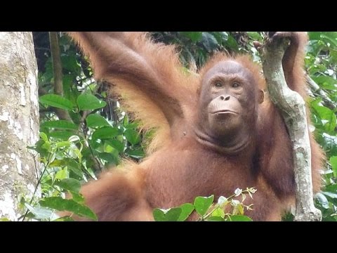 Borneo Wildlife - A wonderful journey through Sarawak and Sabah - YouTube