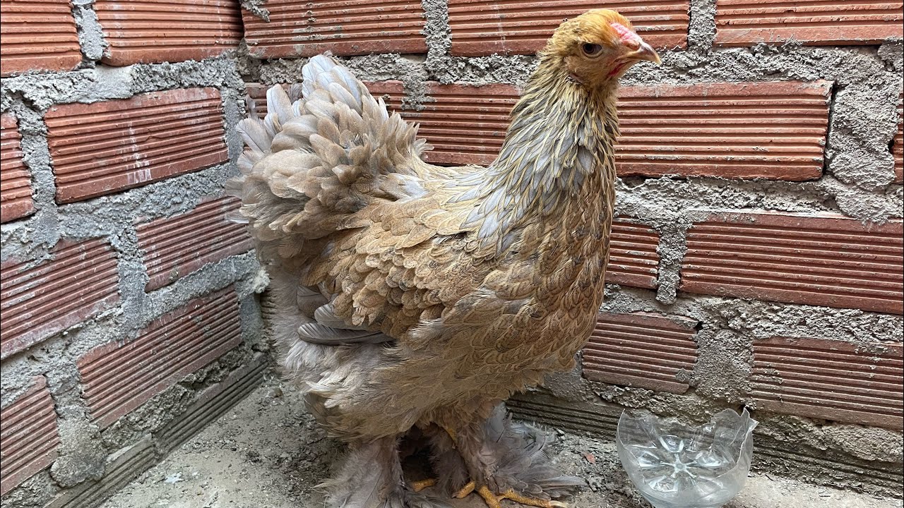 Gallina brahama perdiz dorado de 4 meses de vida - YouTube