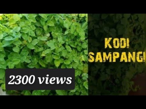 My Garden's fresh blooms / Kodi Sampangi from our garden/Telosma ...
