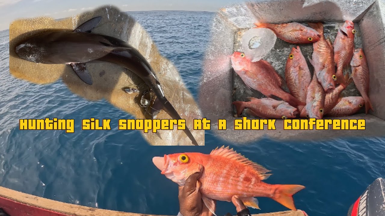 Hunting Silk Snappers At A Shark Conference - YouTube