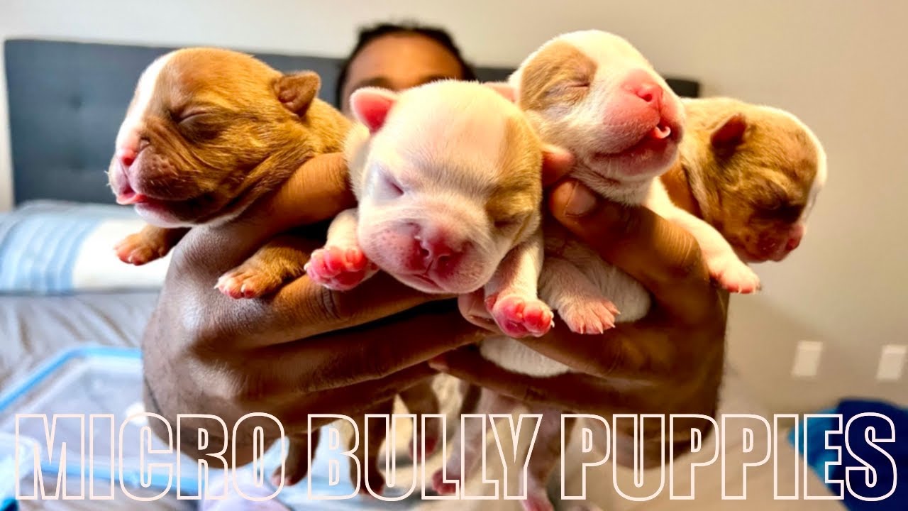 Gamora & Problems Merle Exotic Micro Bully Puppies Are Finally Here ...