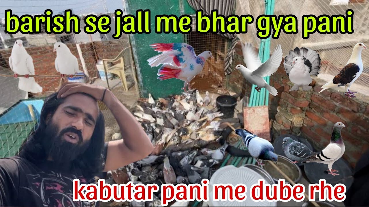 Barish se jall me bhar gya pani 😢kabutar pani me dube rhe 😕 - YouTube