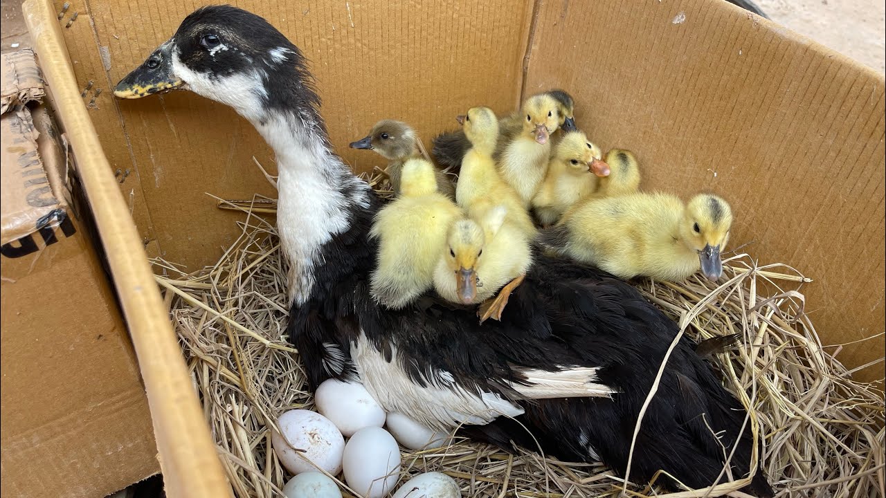 Amazing Pekin 28 Duckling Hatching FromEggs - Lovely Yellow Baby Ducks ...